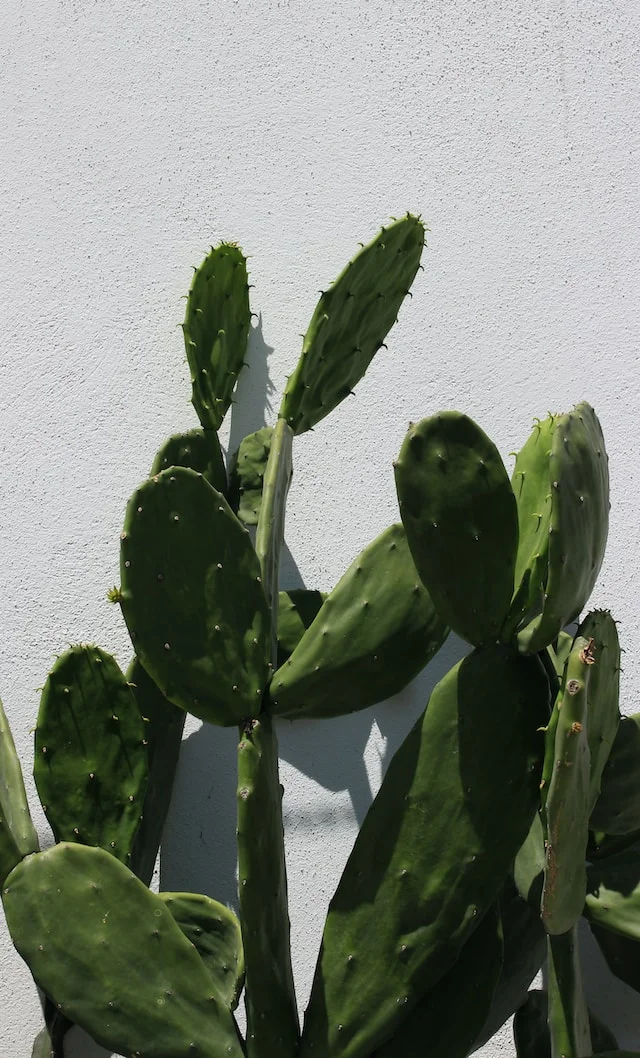 Vivero Santa Isabel | Plantas, flores y más para tu jardín
