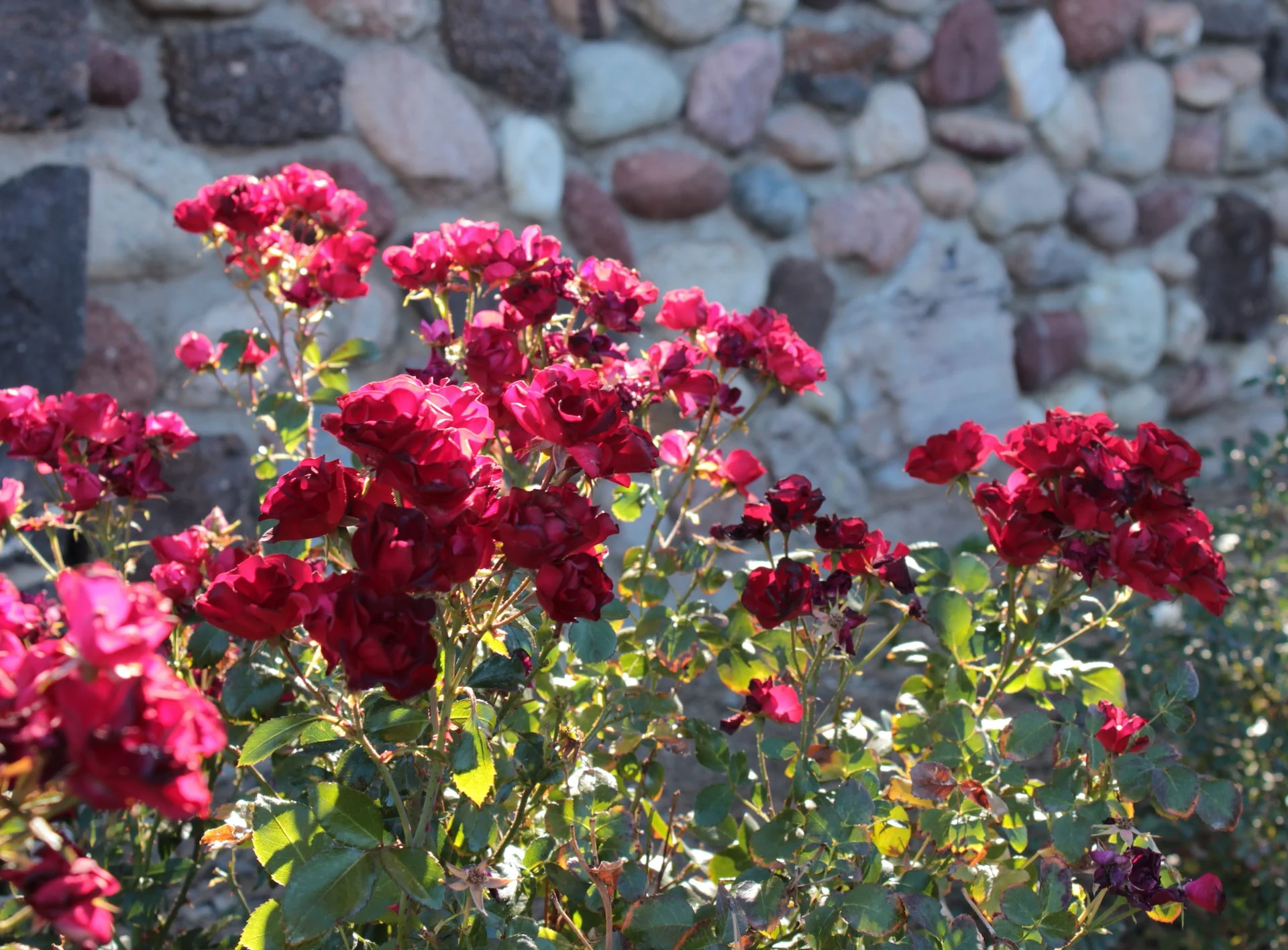 Vivero Santa Isabel | Plantas, flores y más para tu jardín