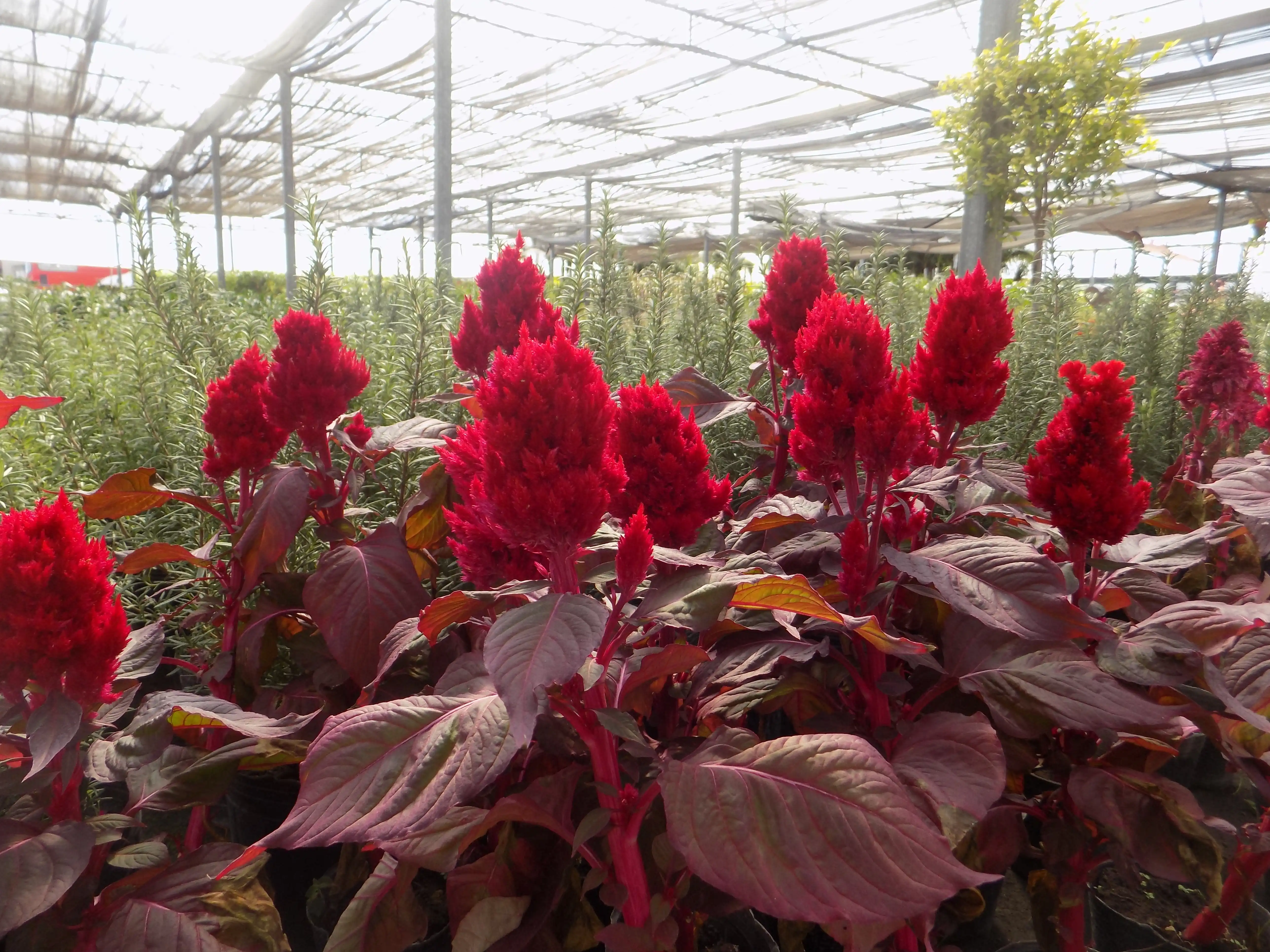 Vivero Santa Isabel | Plantas, flores y más para tu jardín
