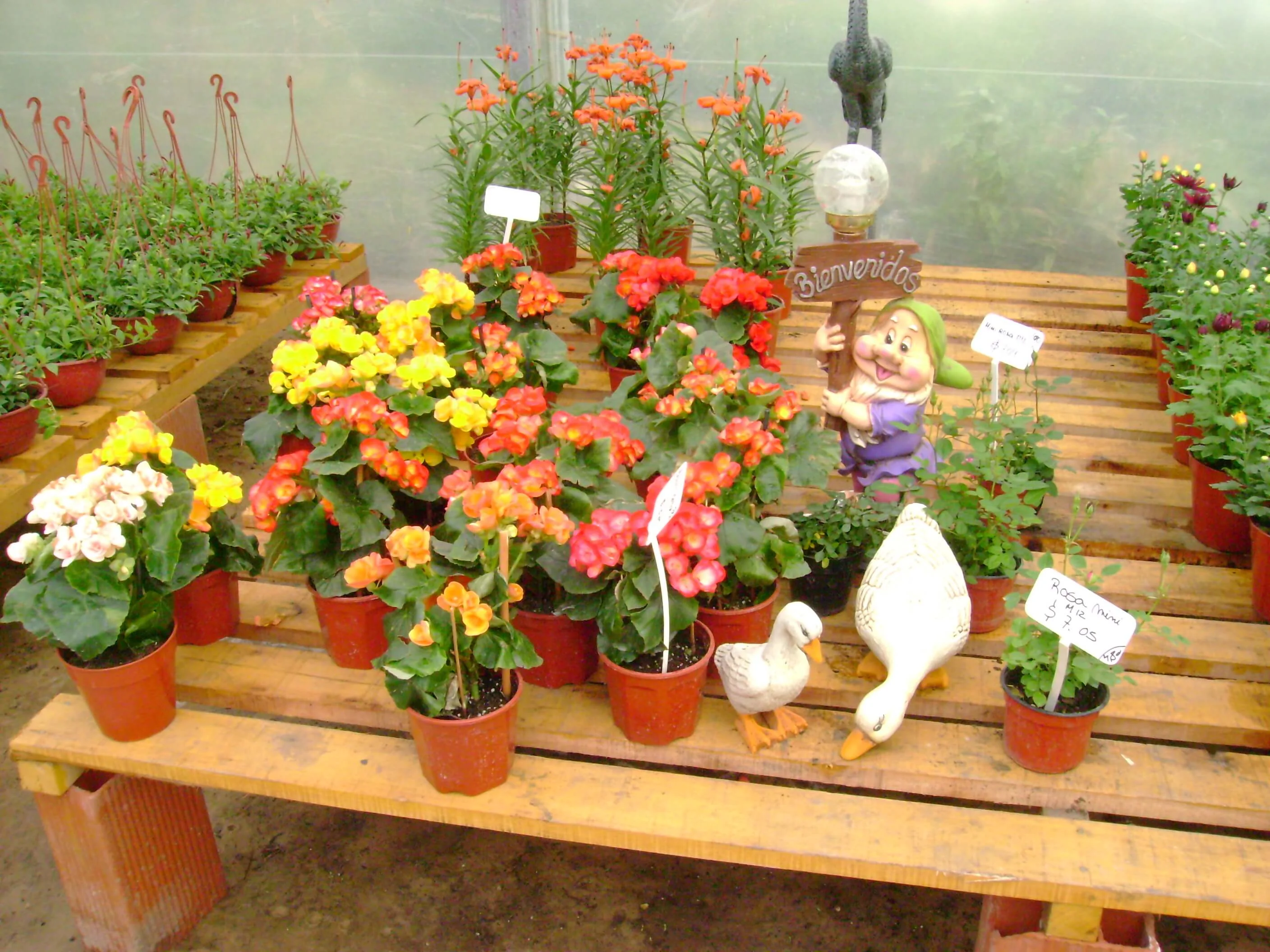 Vivero Santa Isabel | Plantas, flores y más para tu jardín