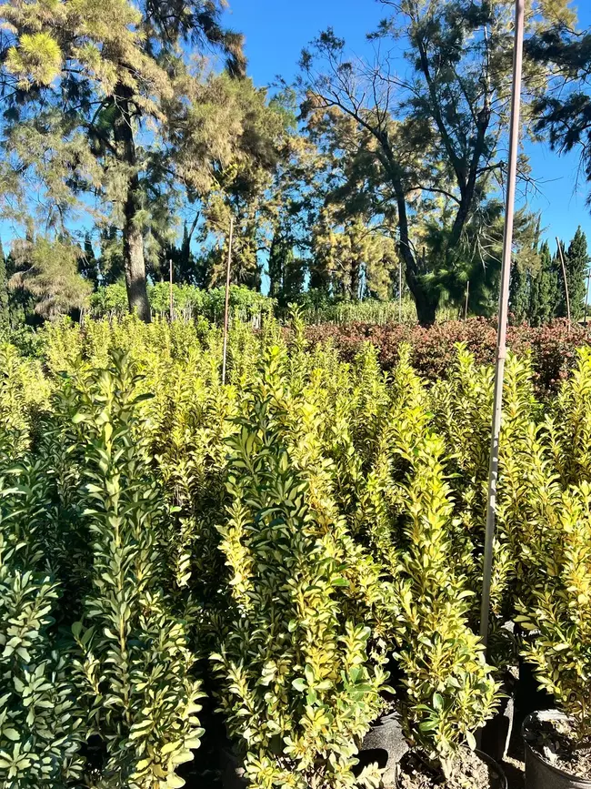 Vivero Santa Isabel | Plantas, flores y más para tu jardín